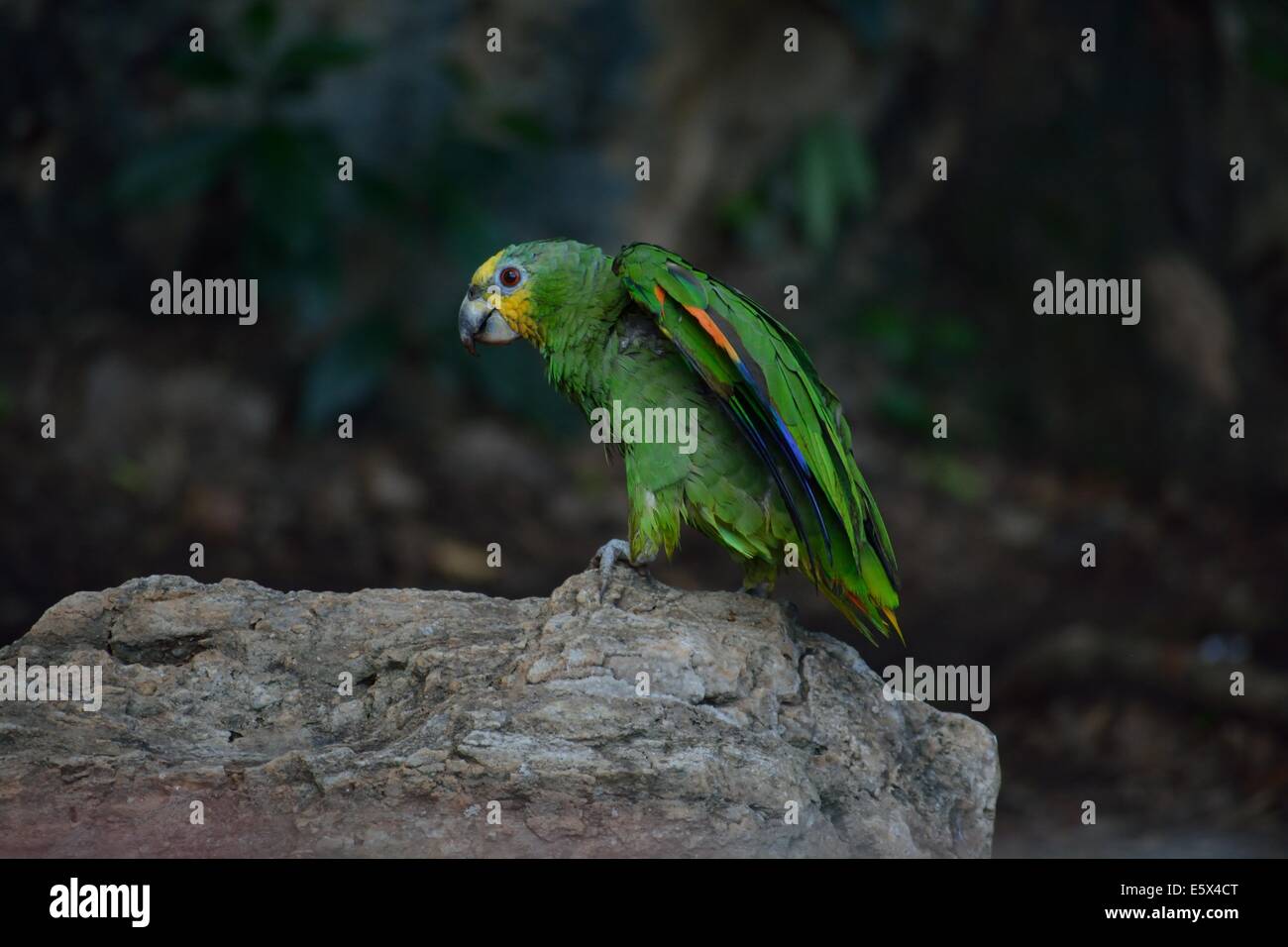 beautiful green parrot Stock Photo - Alamy