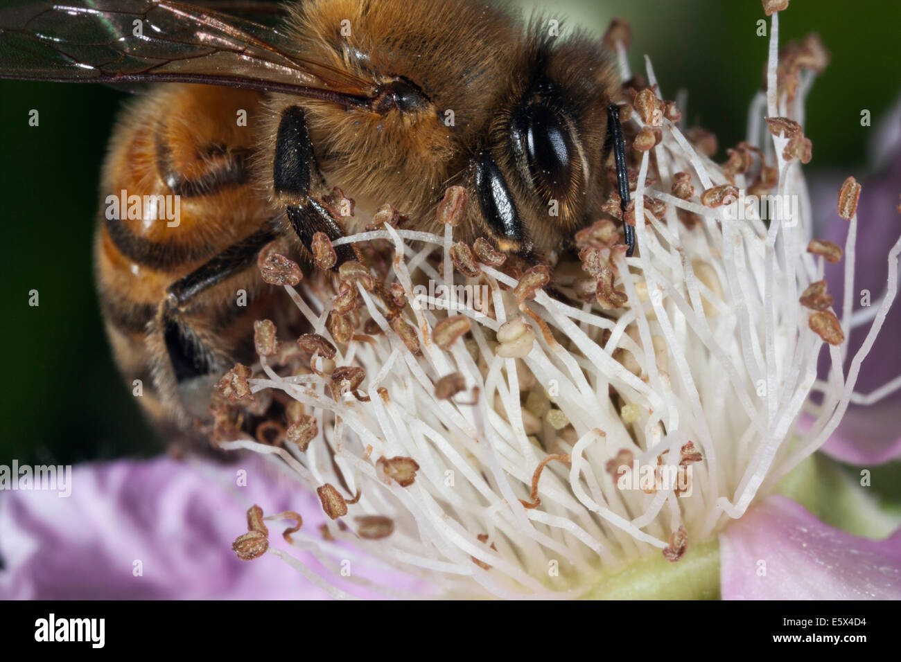 Honey bee sitting on a flower Stock Photo - Alamy
