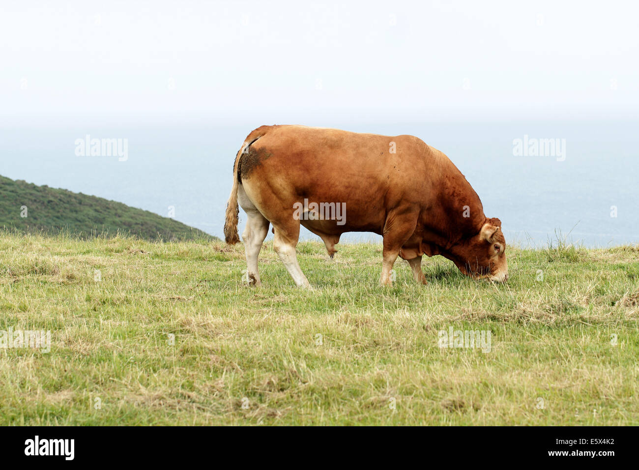 Brown Bull High Resolution Stock Photography and Images - Alamy