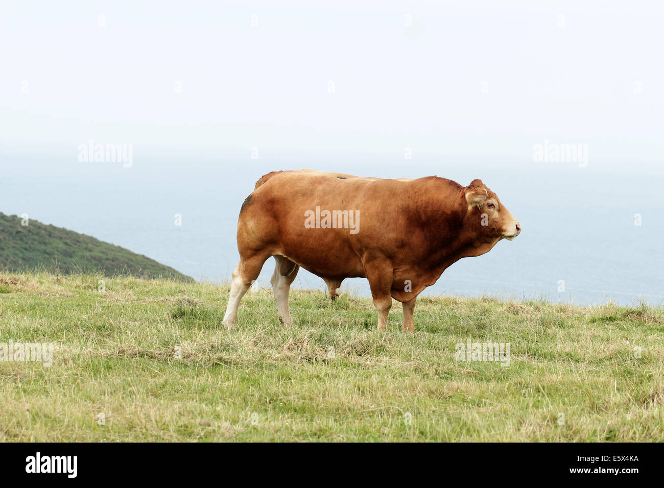 Bull standing in a field Stock Photo - Alamy