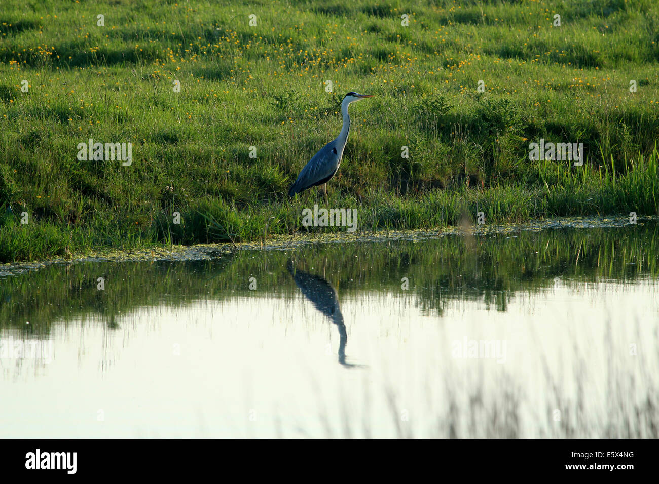 Grey heron riverbank hi-res stock photography and images - Alamy