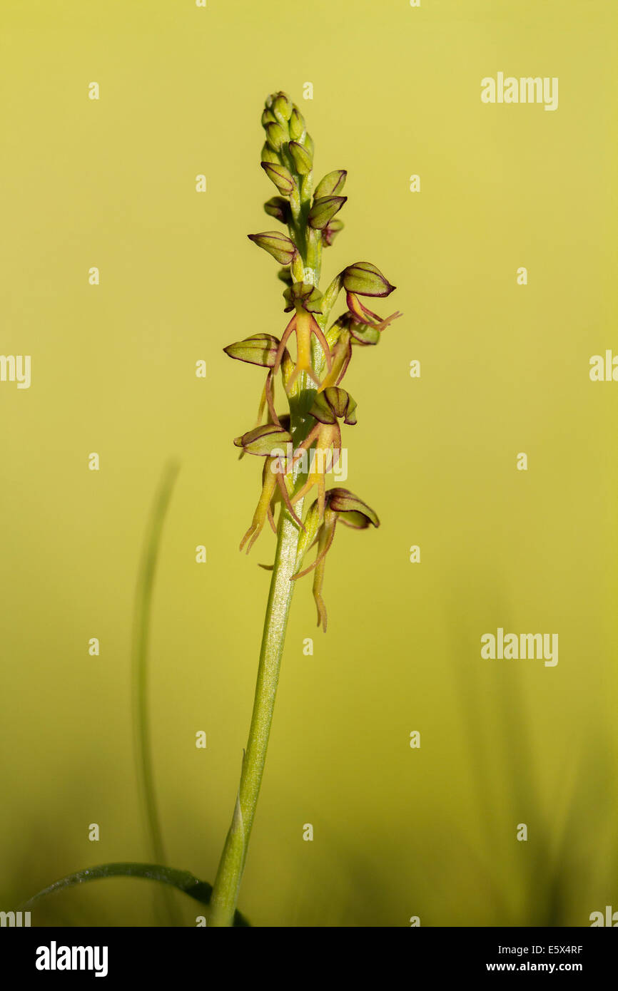 Man Orchid (Orchis anthropophora Stock Photo - Alamy