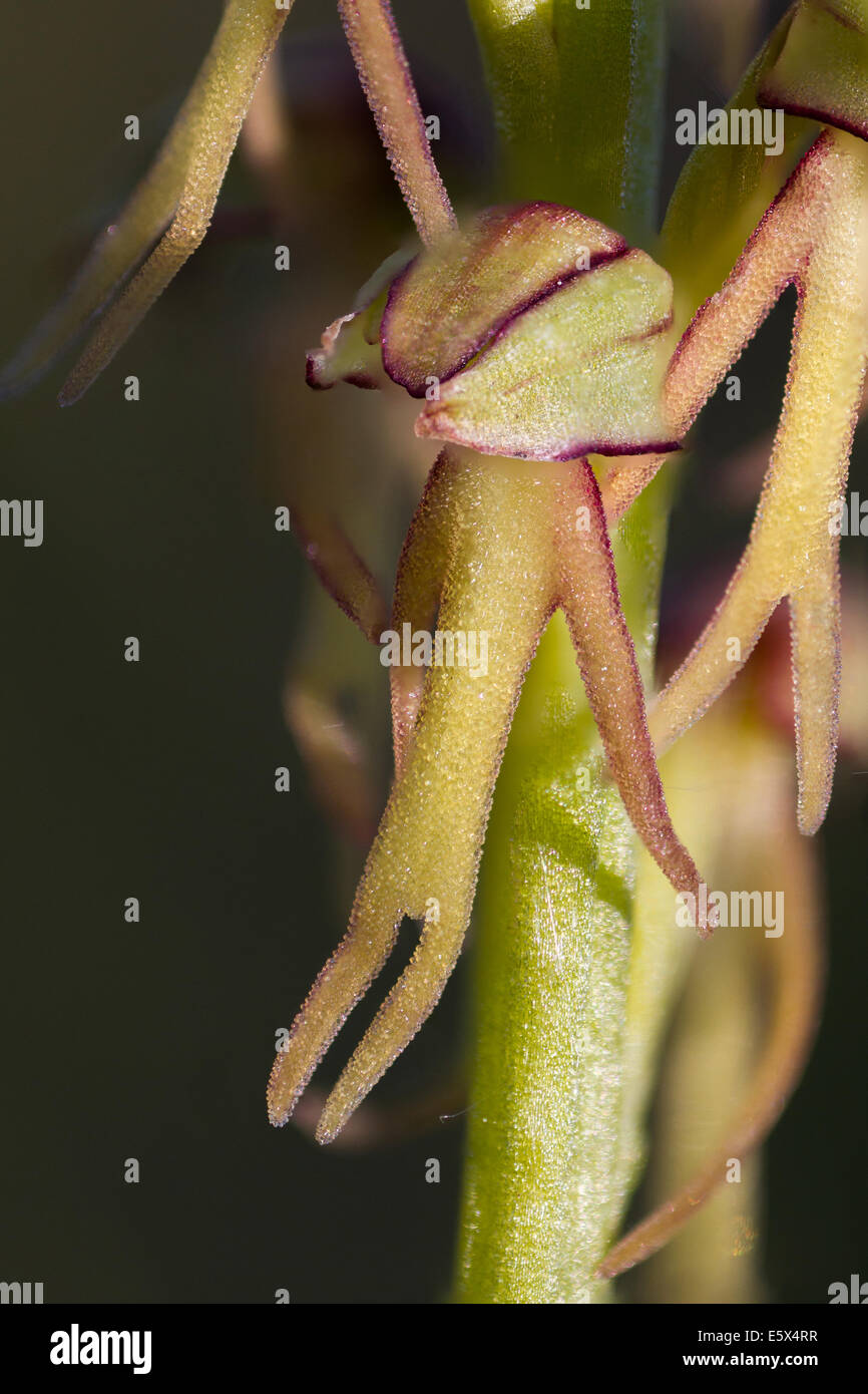 Man Orchid (Orchis anthropophora Stock Photo - Alamy