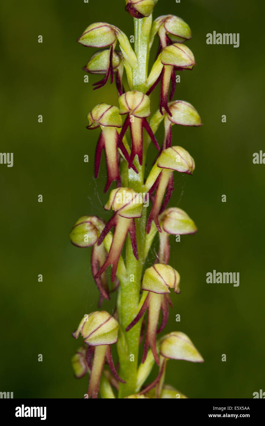 Man orchid uk hi-res stock photography and images - Alamy