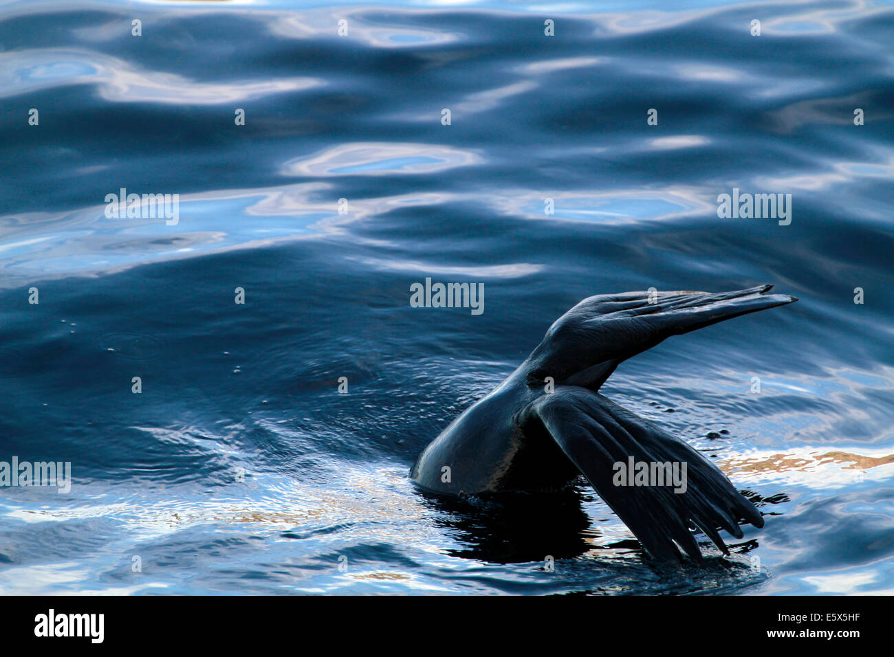 Hind flippers hi-res stock photography and images - Alamy