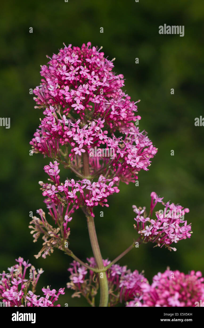 Red valerian flower hi-res stock photography and images - Alamy