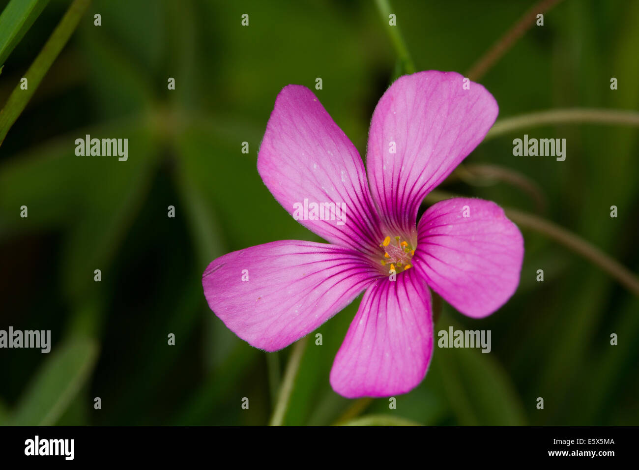 Pink-Sorrel (Oxalis articulata Stock Photo - Alamy