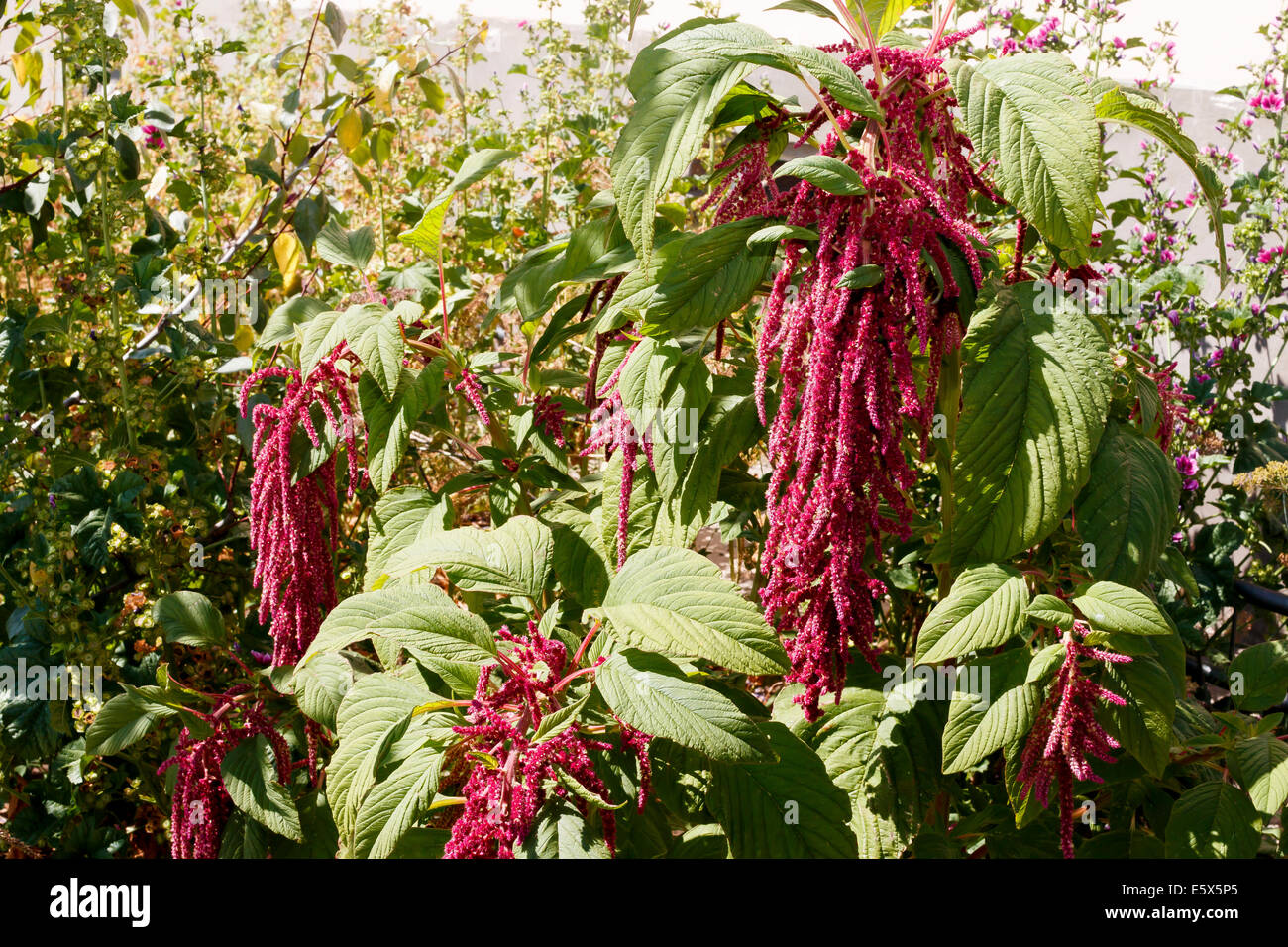 Caudatus flower hi-res stock photography and images - Alamy
