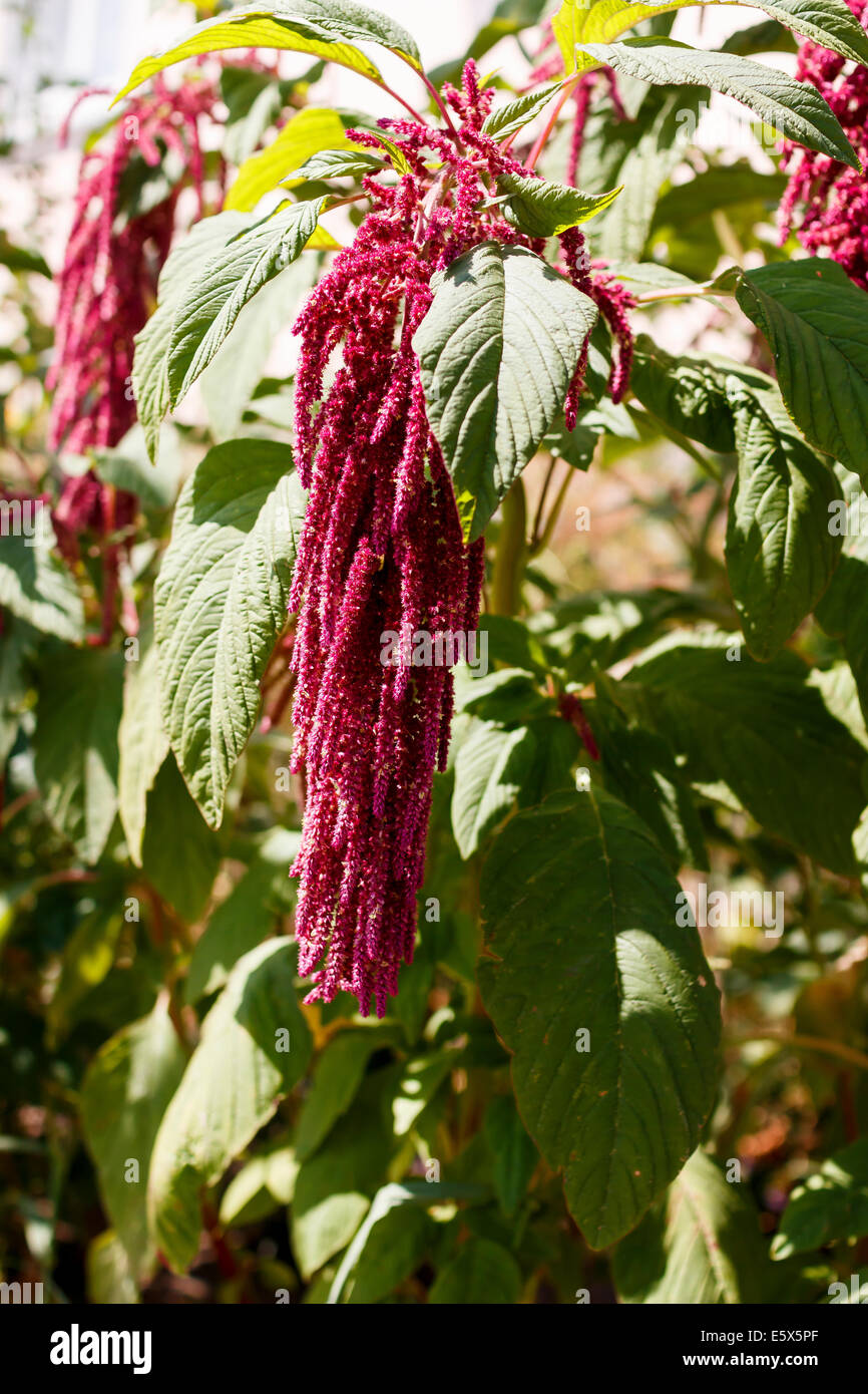 Amaranthus caudatus hi-res stock photography and images - Alamy