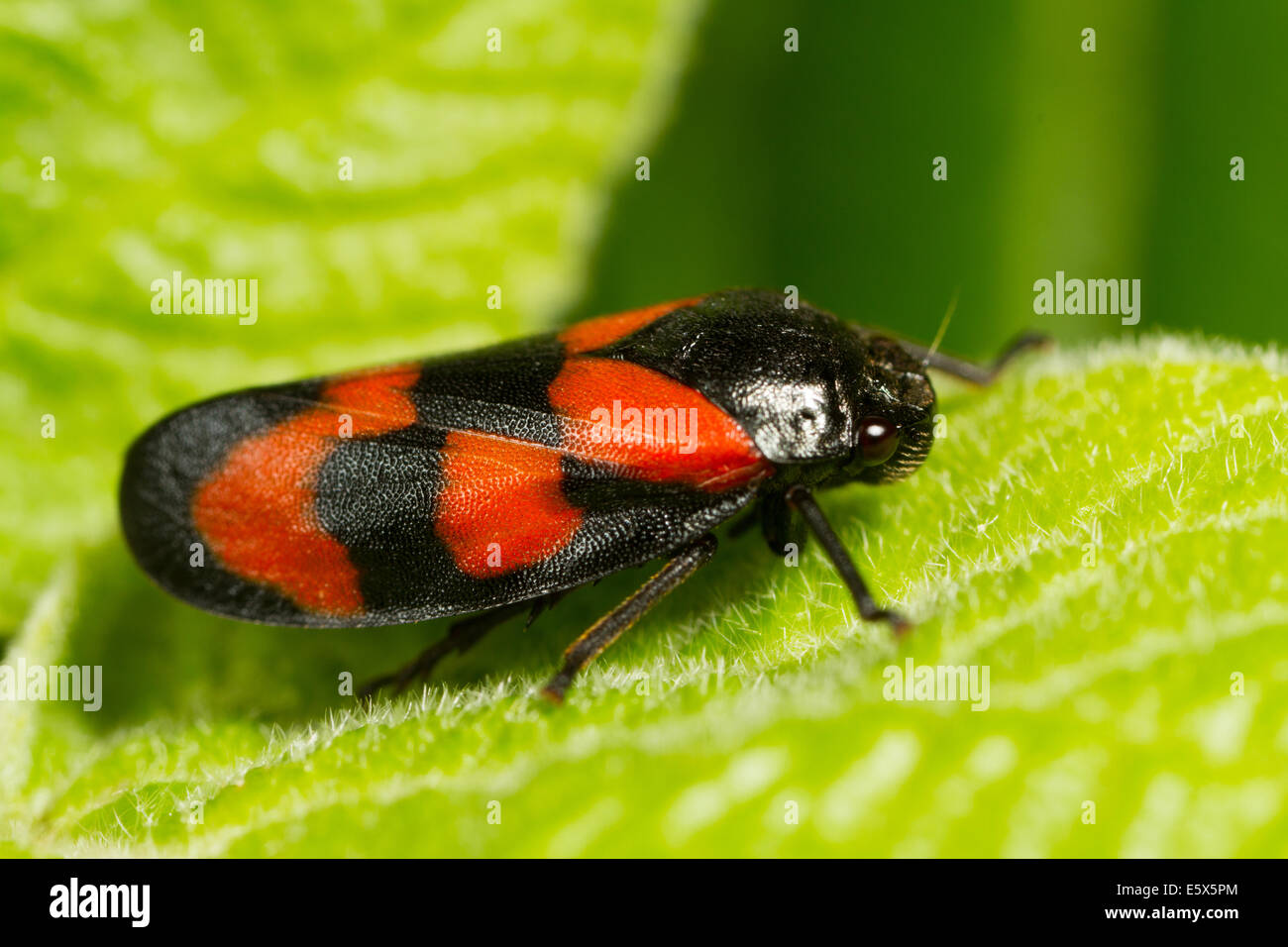 Homopteran insect hi-res stock photography and images - Alamy