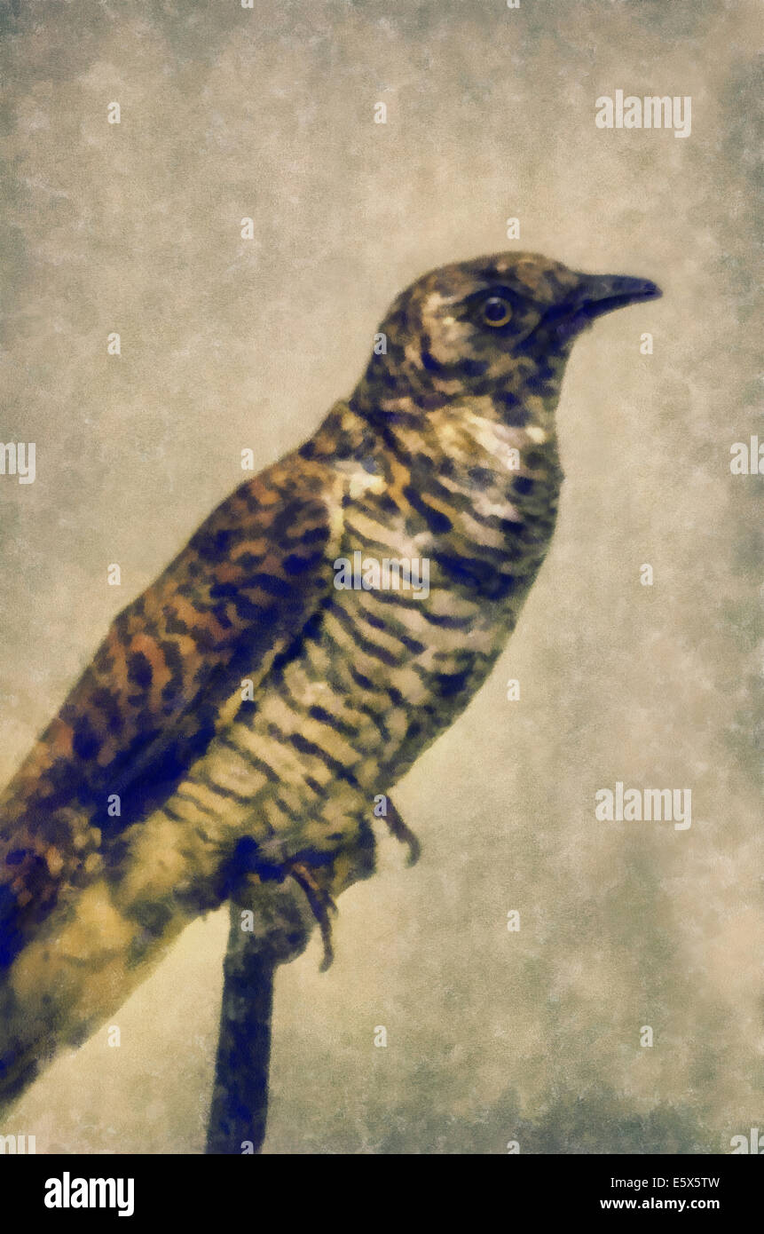 Cuckoo birds images hi-res stock photography and images - Alamy