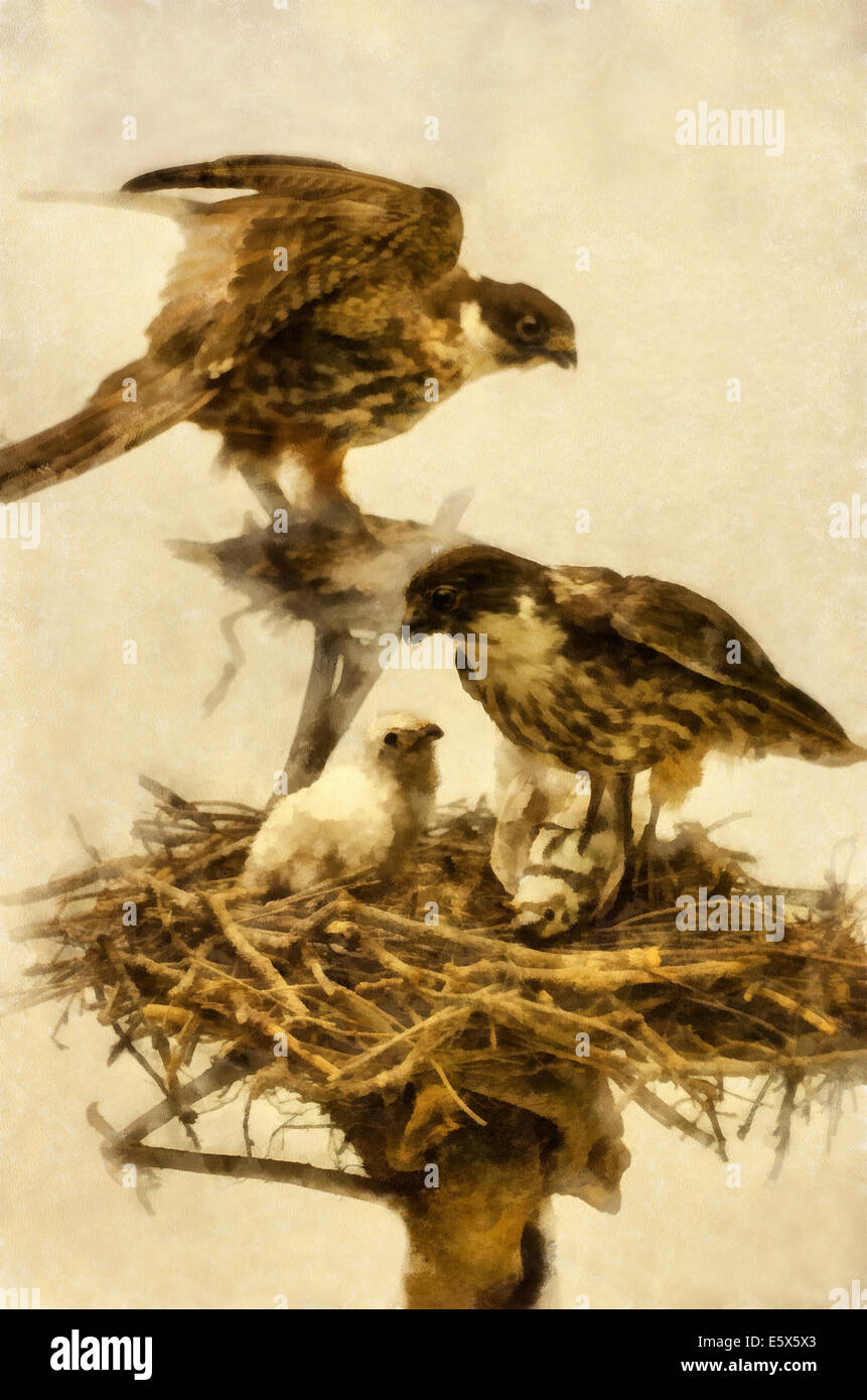 Falco subbuteo nest hi-res stock photography and images - Alamy