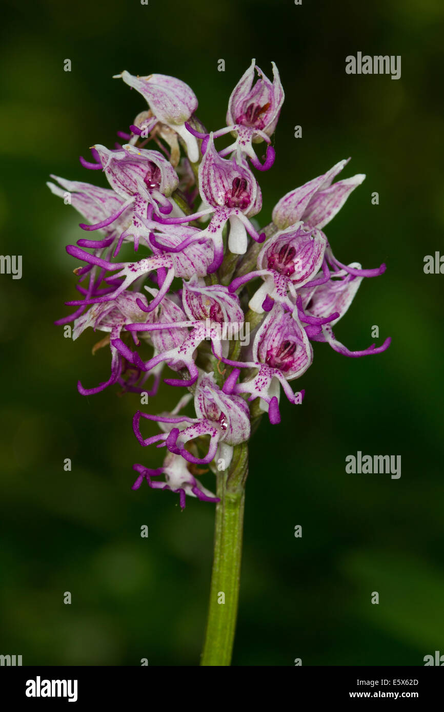 Monkey orchid hi-res stock photography and images - Alamy