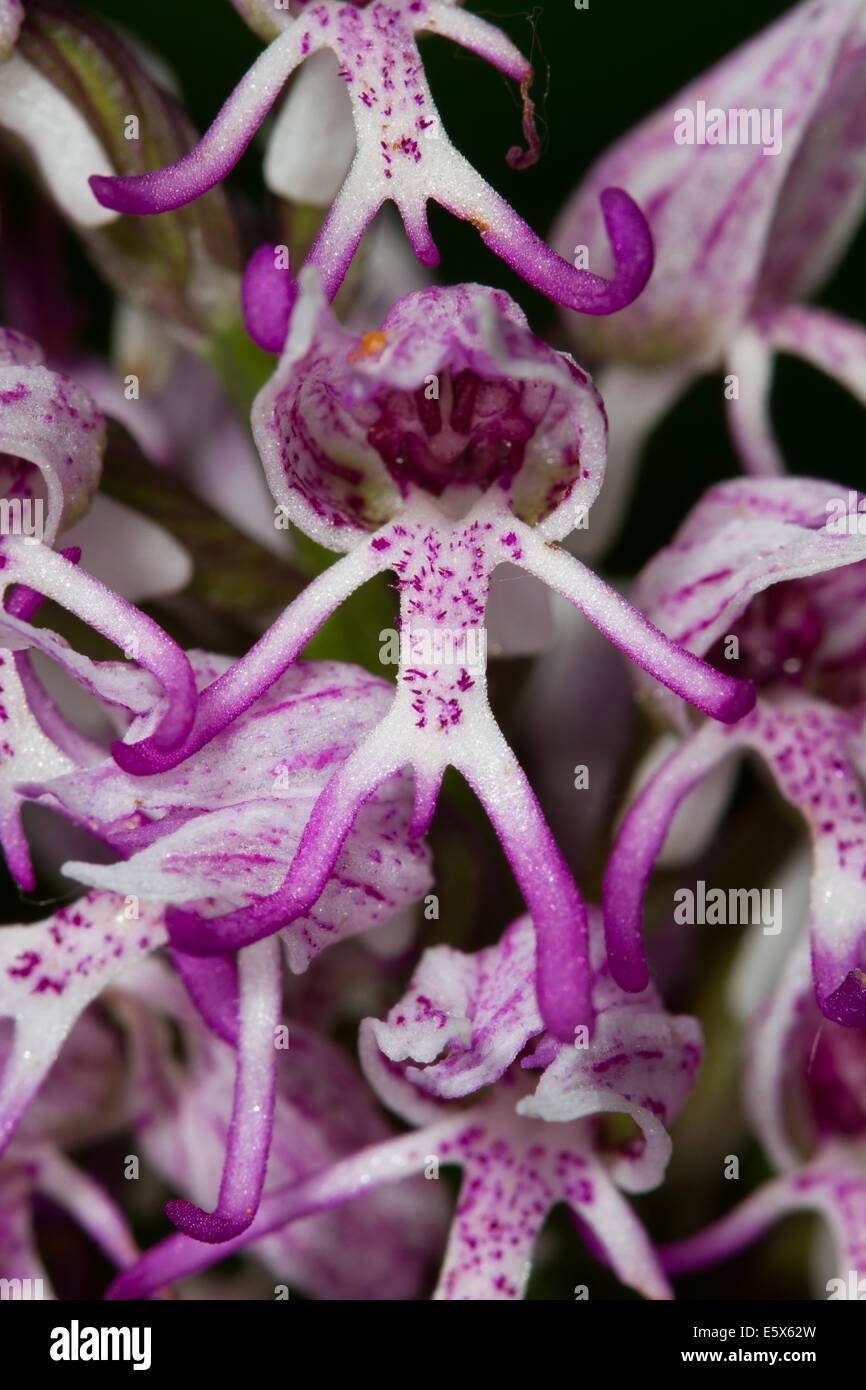 Monkey Orchid (Orchis simia Stock Photo - Alamy
