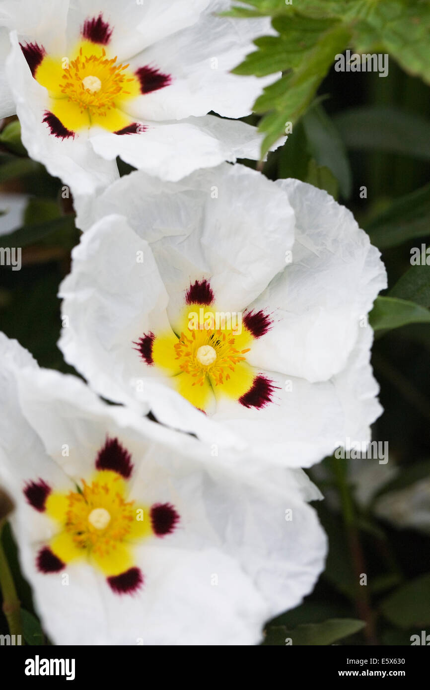 Cistus ladanifer. Gum rockrose flowers Stock Photo - Alamy