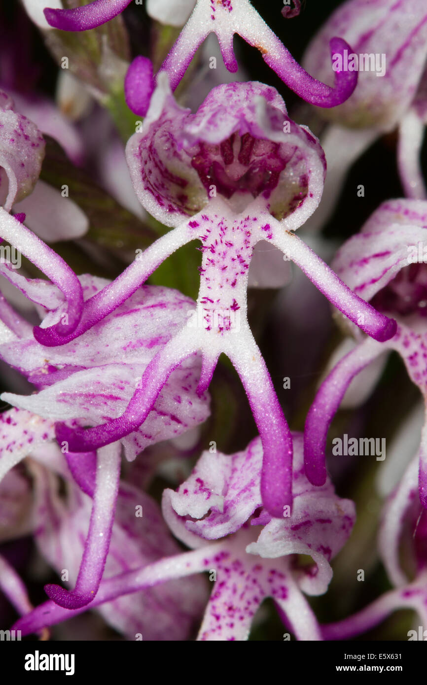 Monkey Orchid (Orchis simia Stock Photo - Alamy