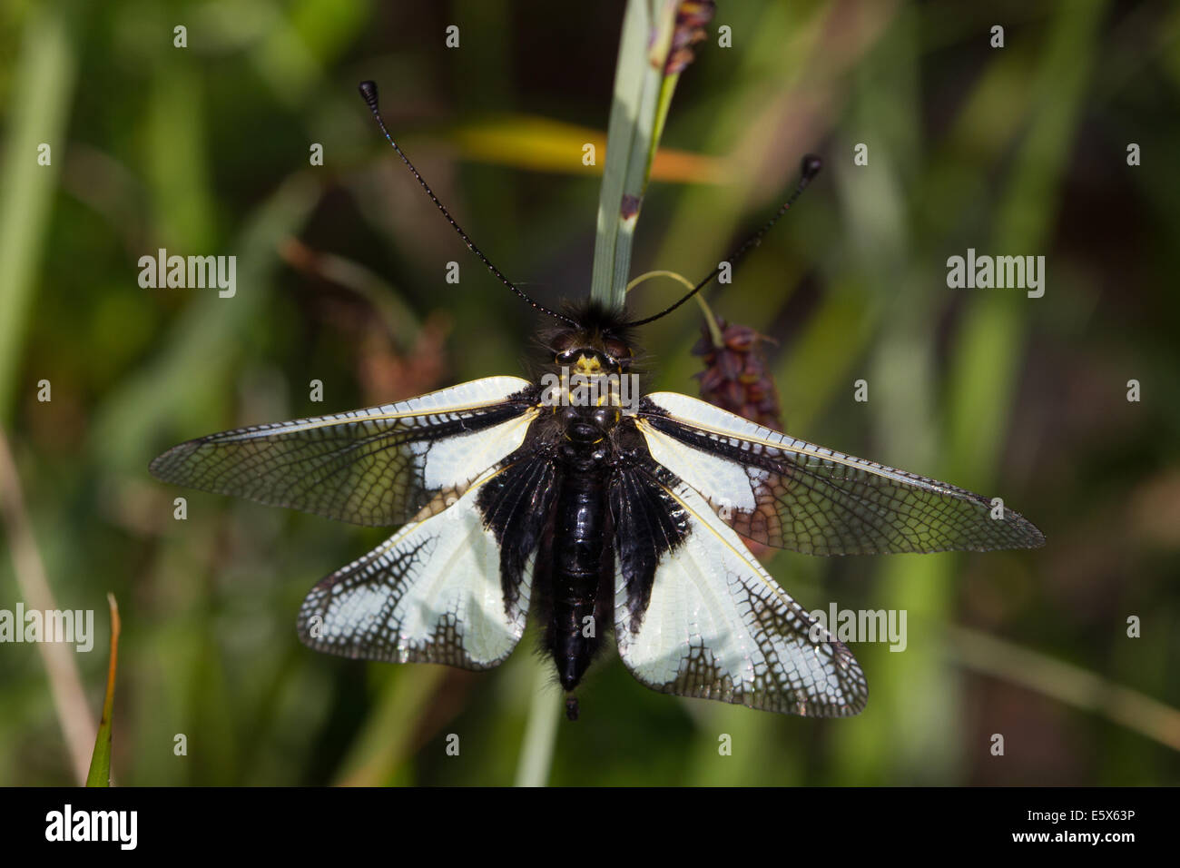 Libelloides lacteus (Ascalaphidae Stock Photo - Alamy