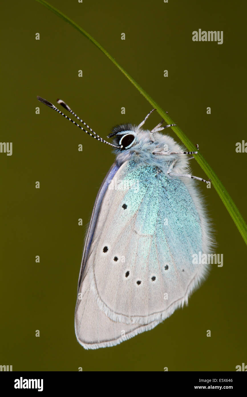 Green-underside Blue (Glaucopsyche alexis Stock Photo - Alamy