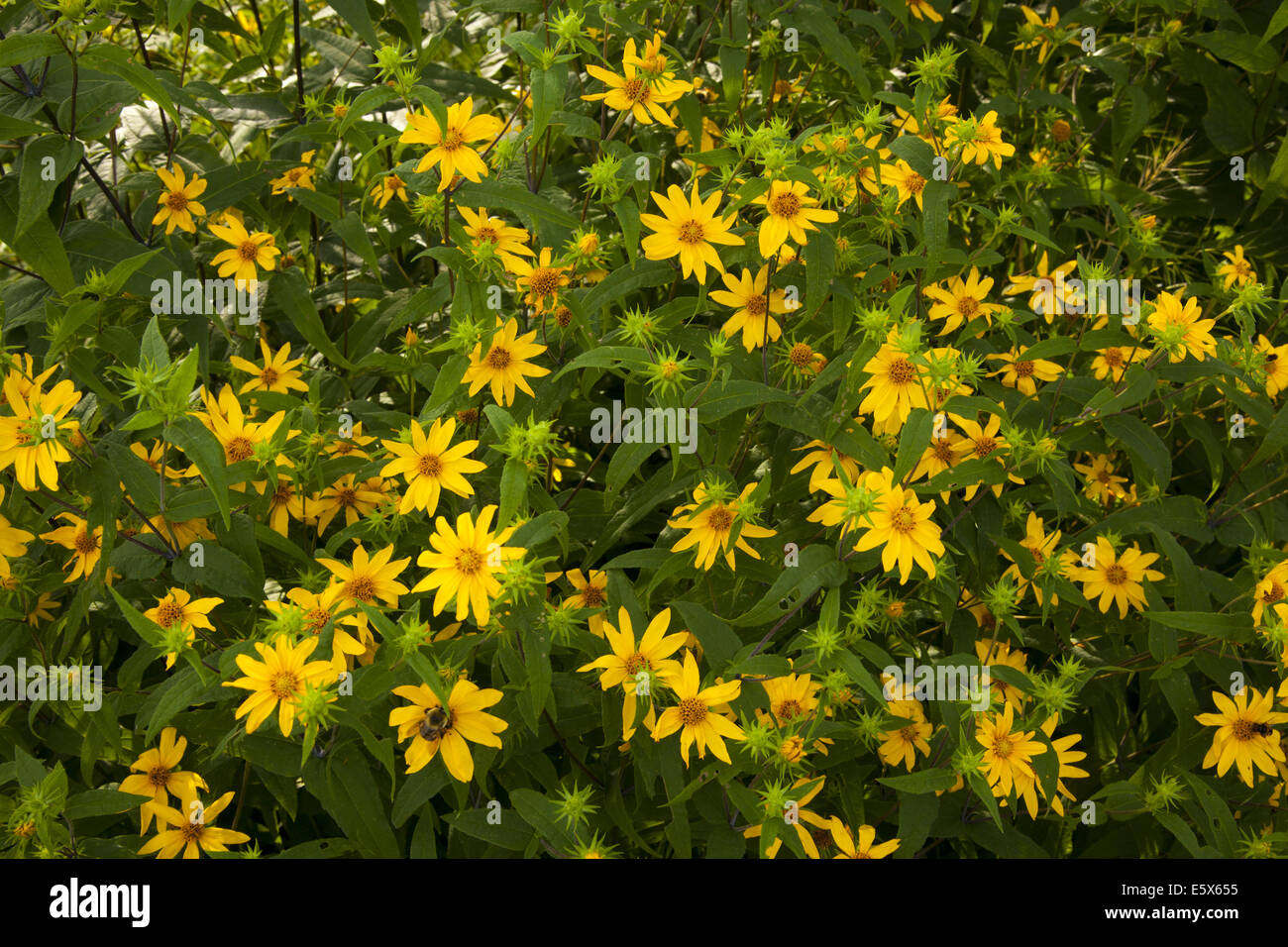 Divaricate Sunflowers in bloom at the Brooklyn Botanic Garden in ...