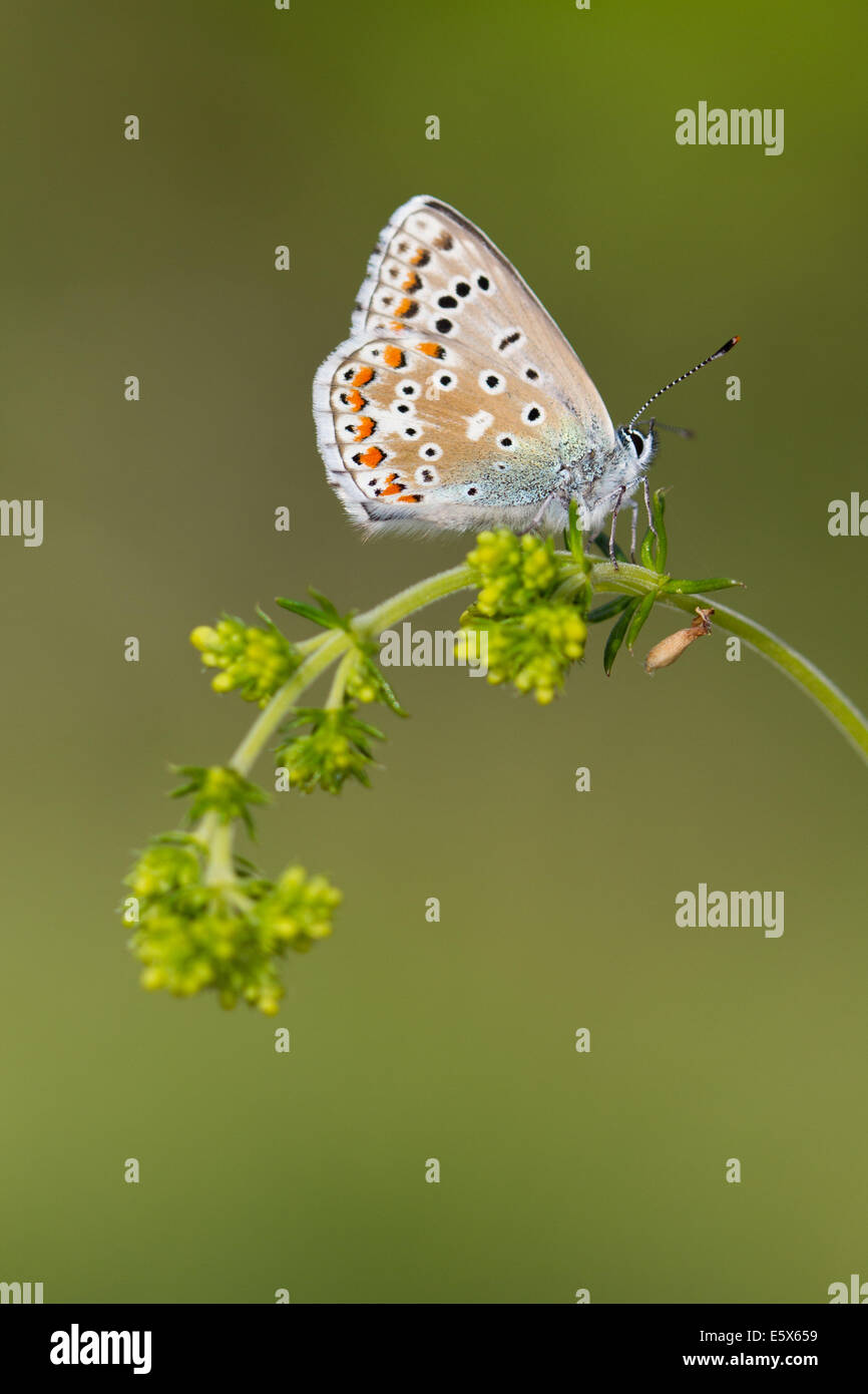 Adonis hi-res stock photography and images - Alamy