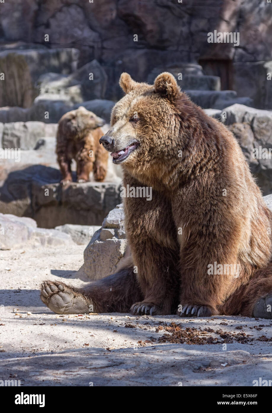 brown bear sitting so funny Stock Photo - Alamy