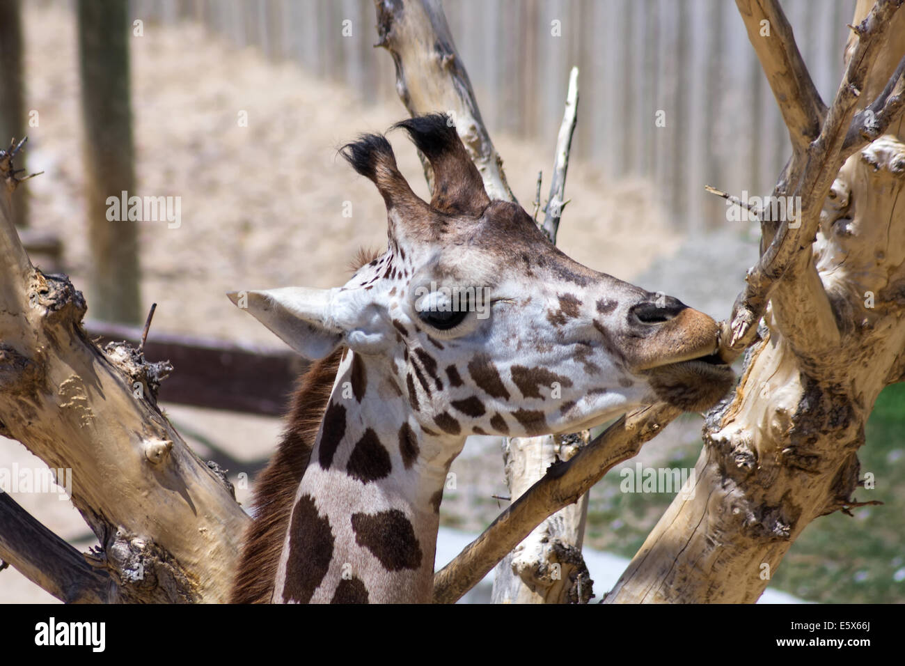 adult giraffe nibbles and sucks the bark of a tree Stock Photo - Alamy