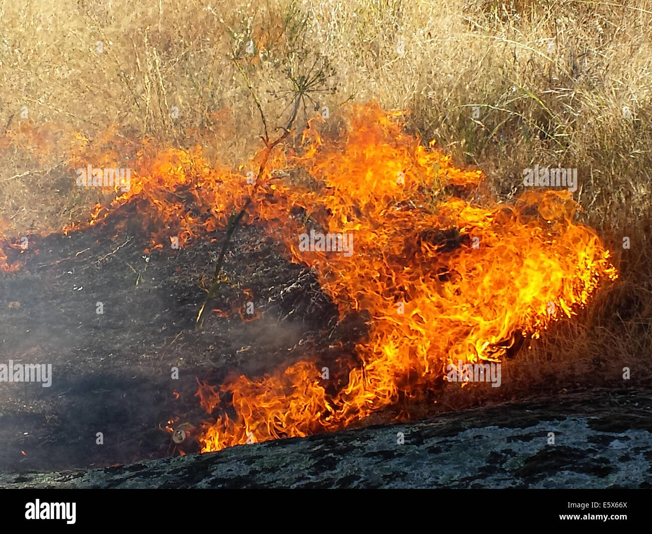 Flames of Fire in a summer field Stock Photo - Alamy