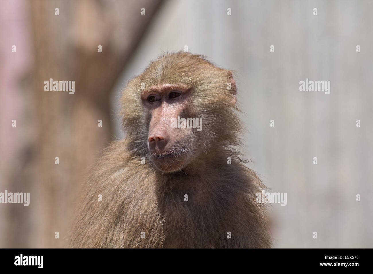 face of an adult baboon Stock Photo - Alamy