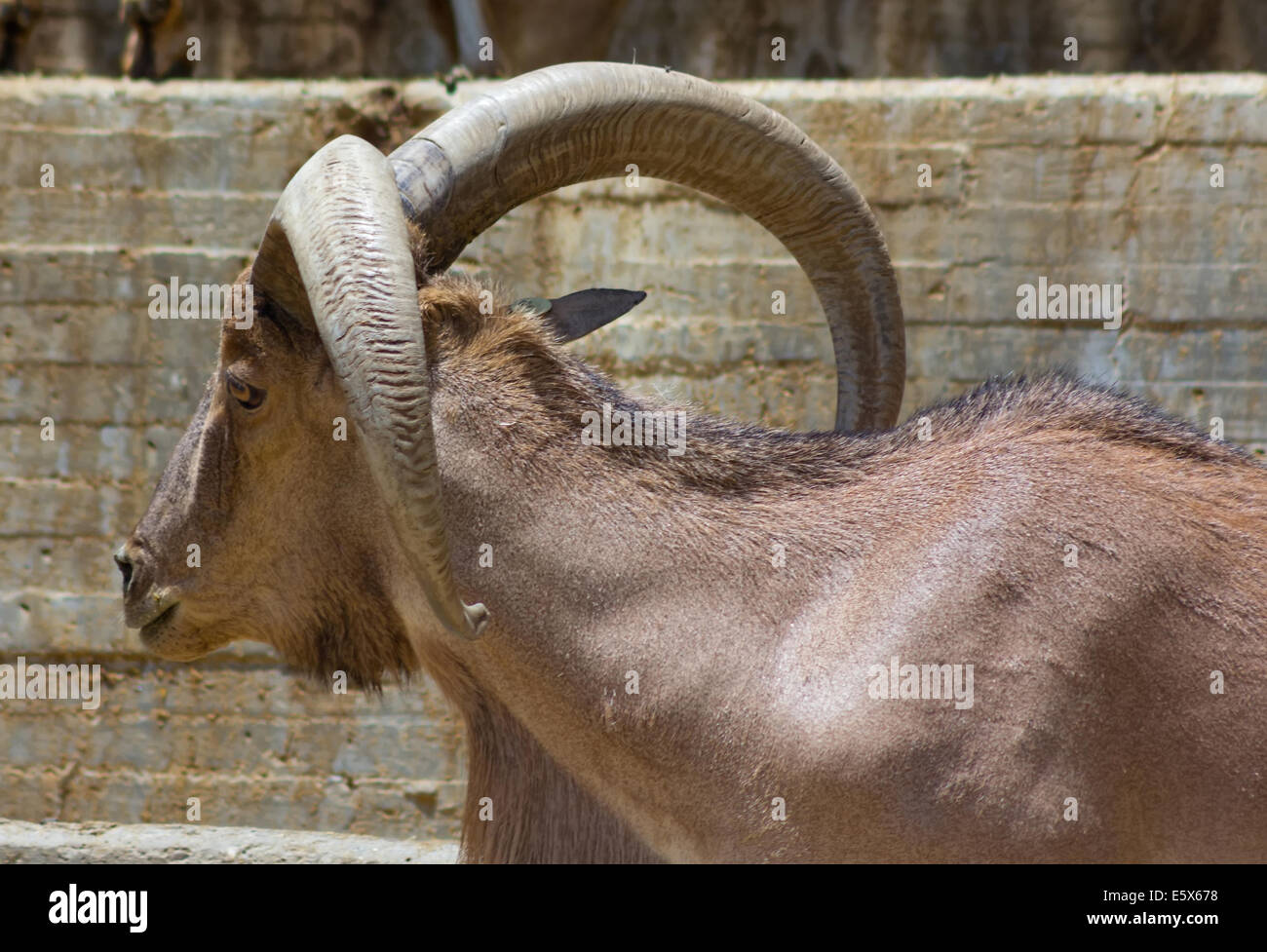 European mountain goats with big horns Stock Photo - Alamy