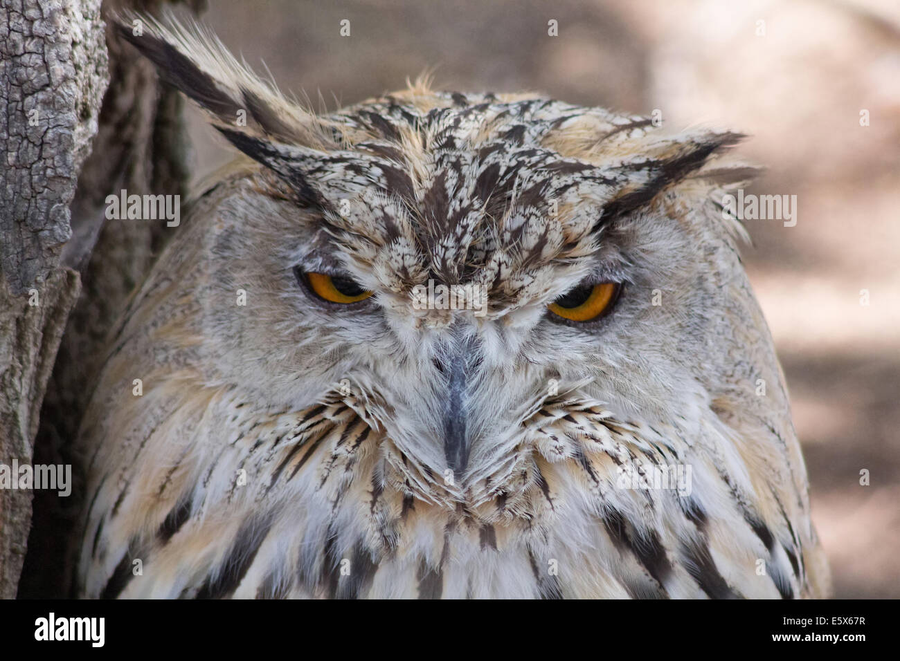 eagle owl resting Stock Photo - Alamy