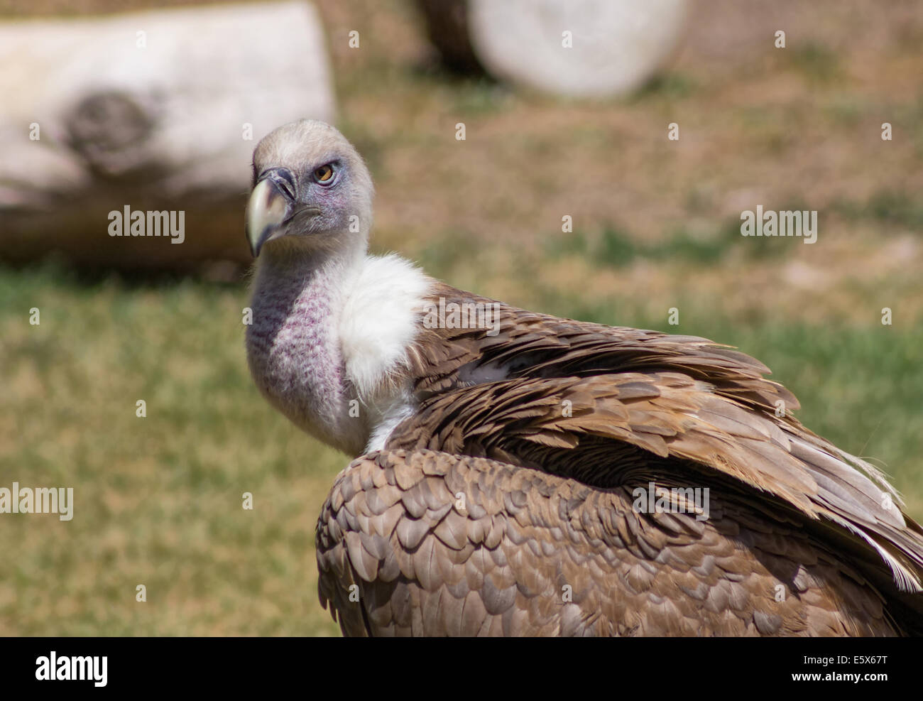 Beautiful griffon vulture bird hi-res stock photography and images - Alamy