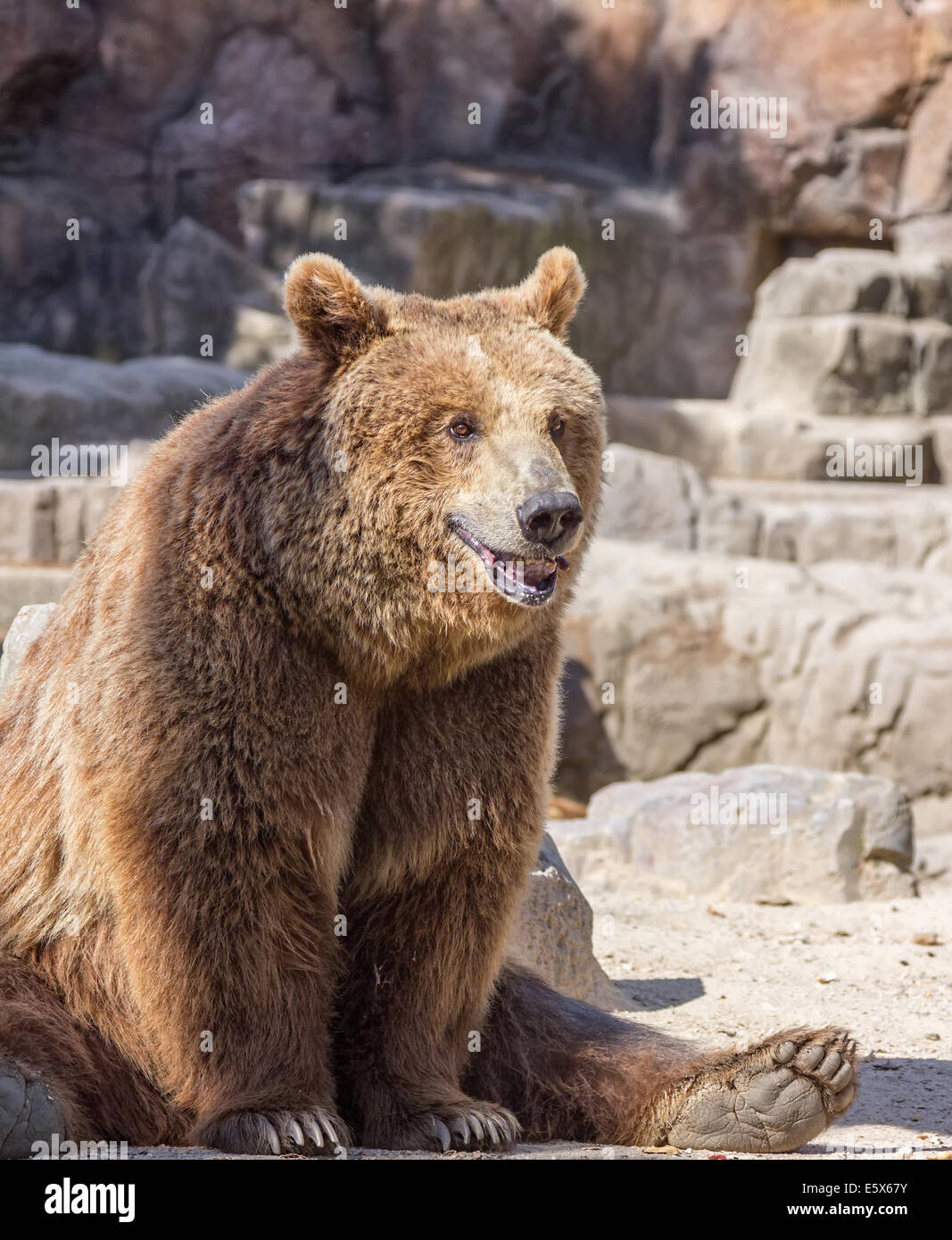 brown bear sitting so funny Stock Photo - Alamy