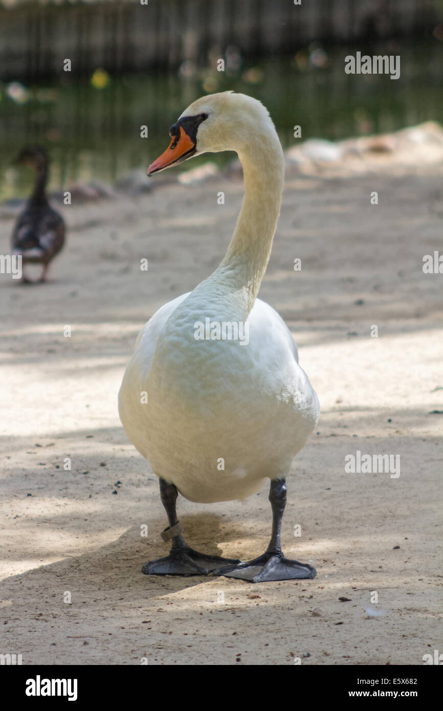 Baby swan walking hi-res stock photography and images - Alamy