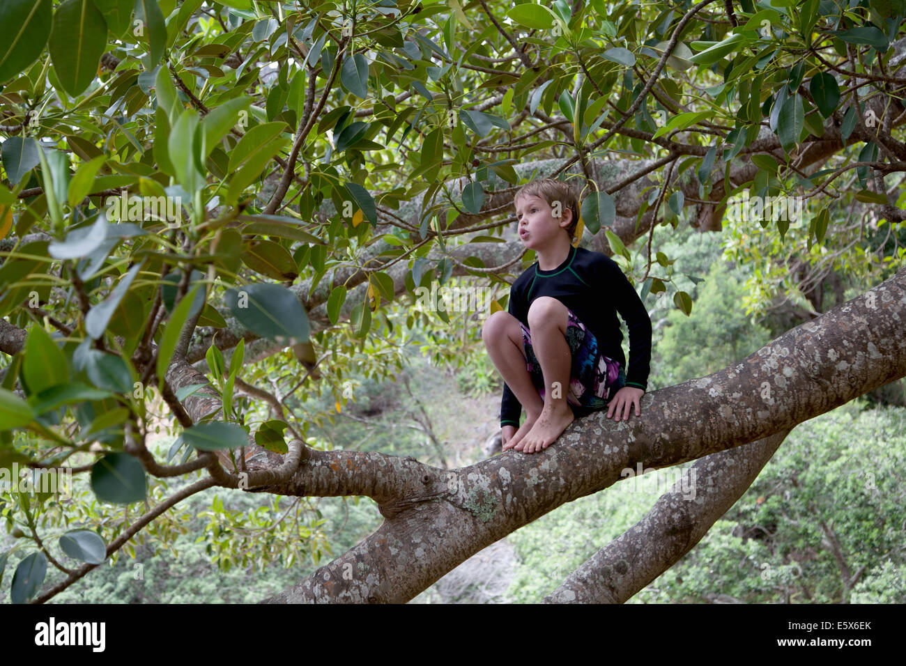 Boy sitting in tree and gazing Stock Photo - Alamy