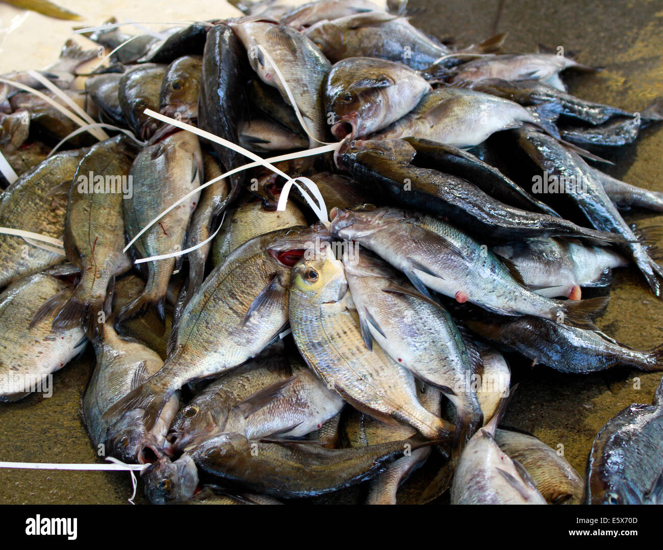 Freshly caught fish for sale at the Kalk Bay Harbour near Cape Town ...