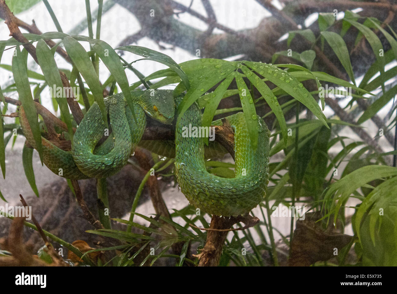jungle Green Snake Stock Photo - Alamy