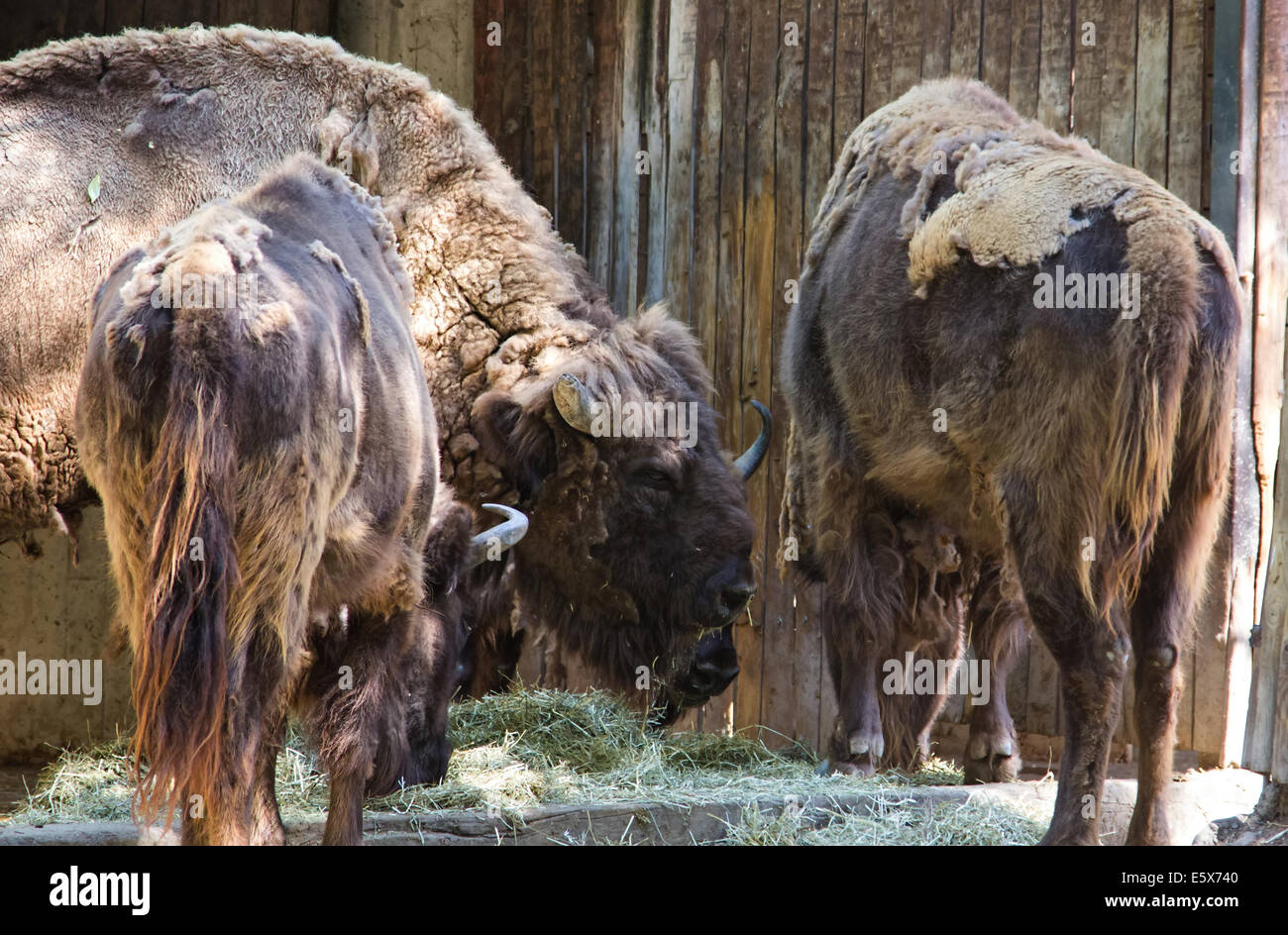 American buffalo brown hi-res stock photography and images - Alamy