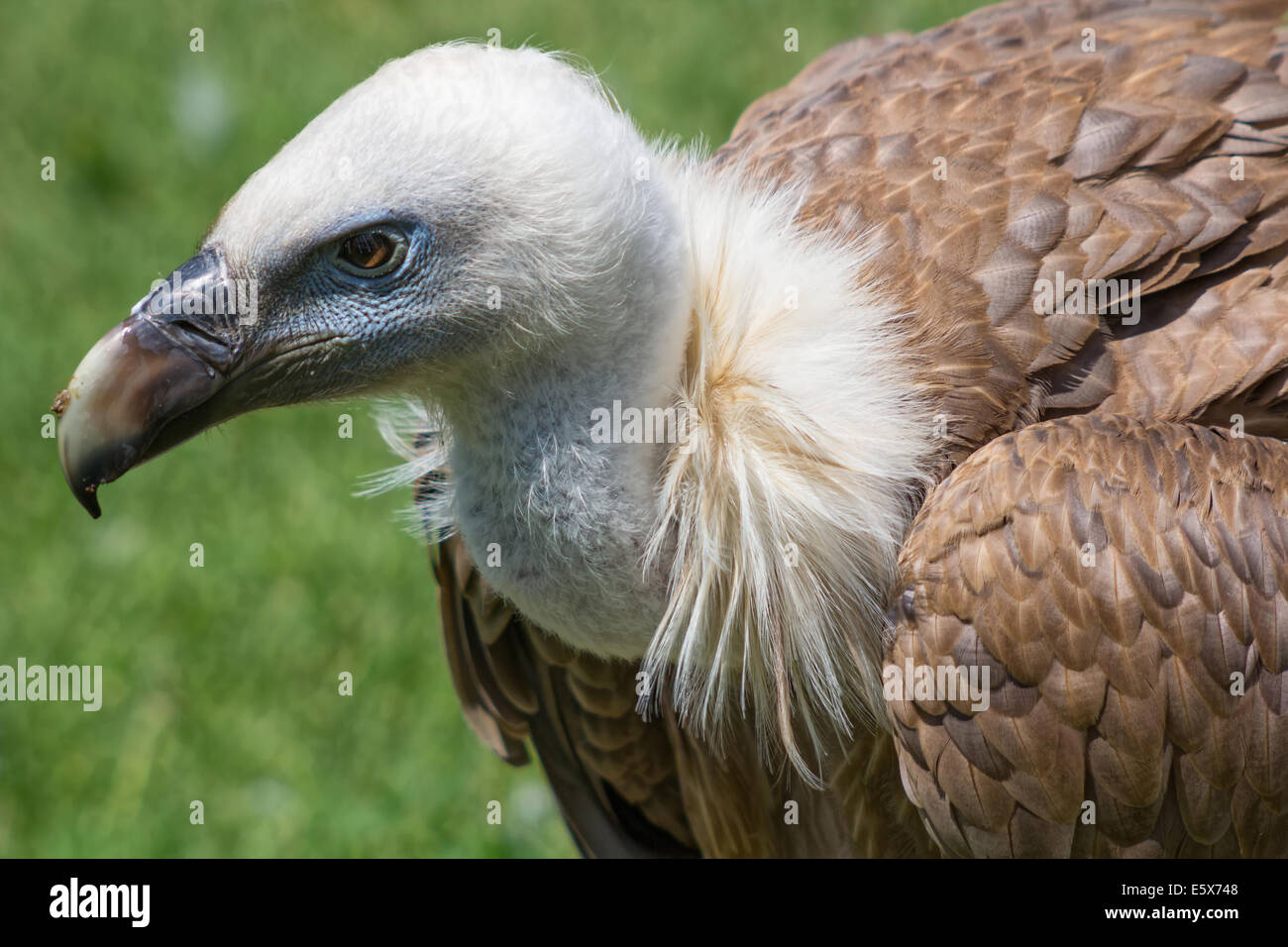 Griffon Vulture (Gyps fulvus Stock Photo - Alamy