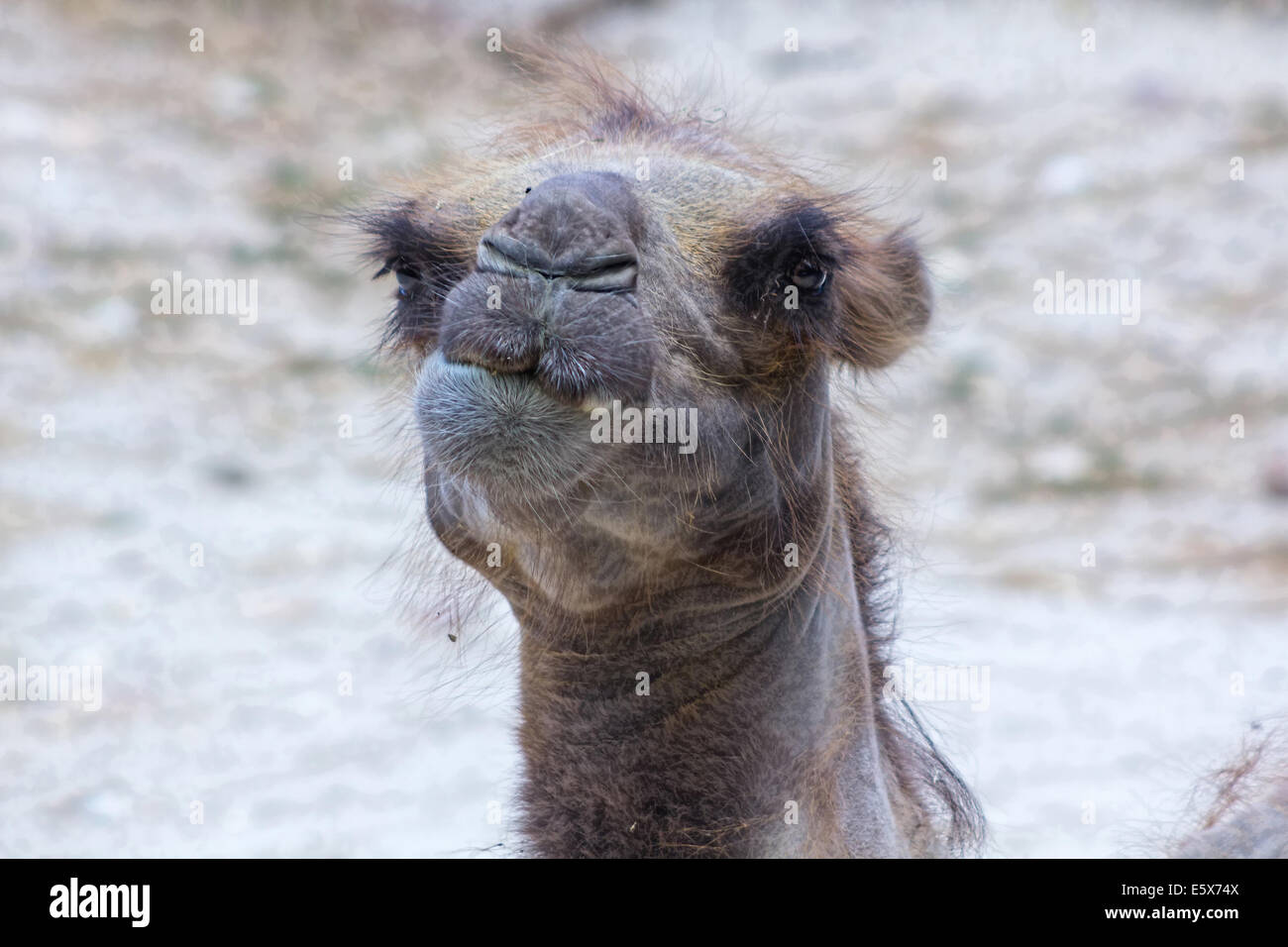 House of the old camel hi-res stock photography and images - Alamy