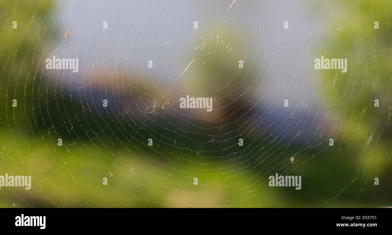 fine web background with vegetation from behind Stock Photo - Alamy
