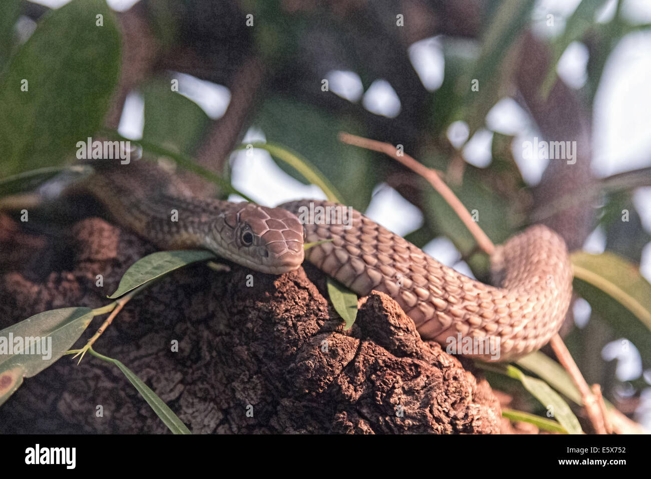 jungle Green Snake Stock Photo - Alamy
