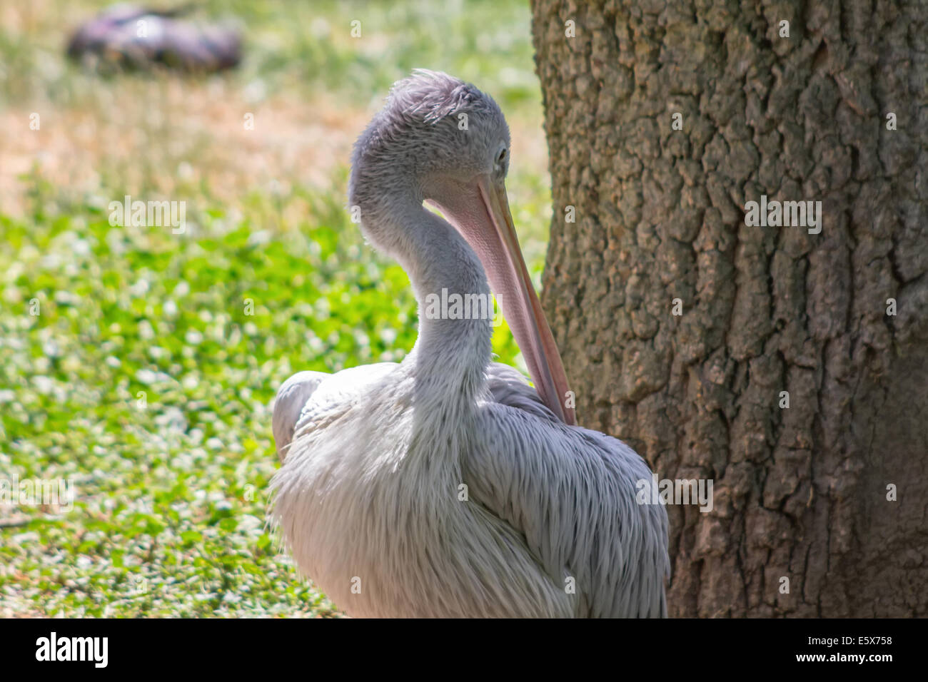 Pelican perched on ground hi-res stock photography and images - Alamy