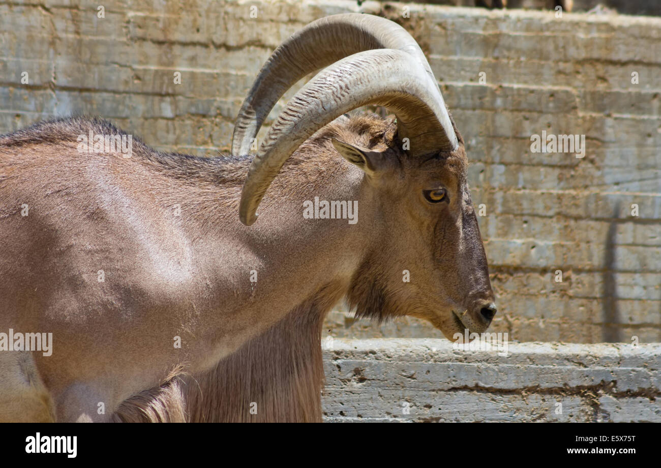 European mountain goats with big horns Stock Photo - Alamy