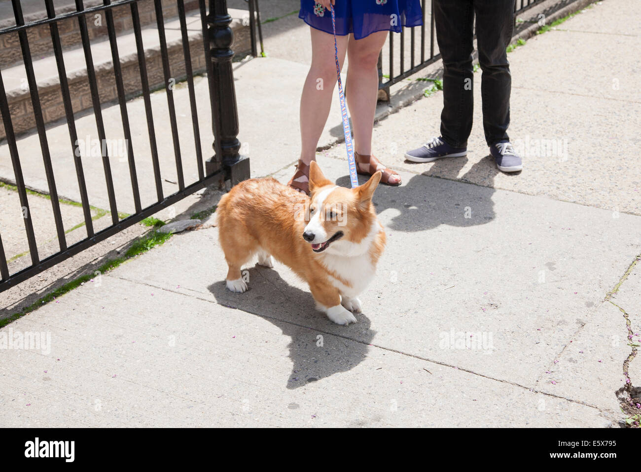 Cropped shot young couple taking corgi dog for a walk Stock Photo - Alamy
