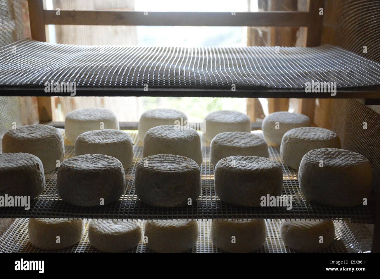 Traditionally made goat cheese on the drying rack in the Ardeche region ...