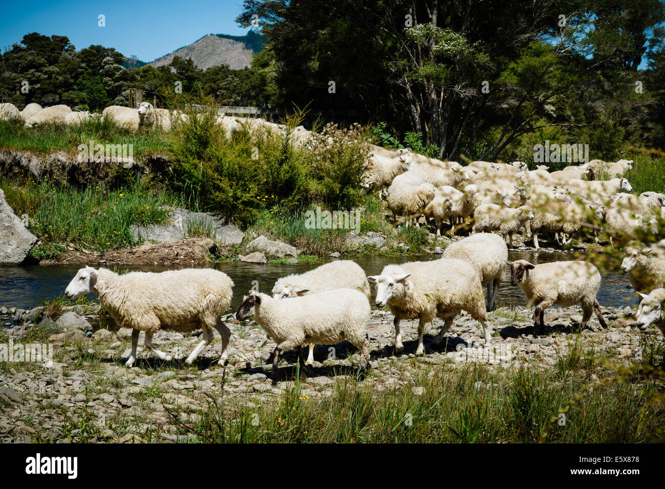Coopworth Sheep crossing a river on a North Island New Zealand Farm ...