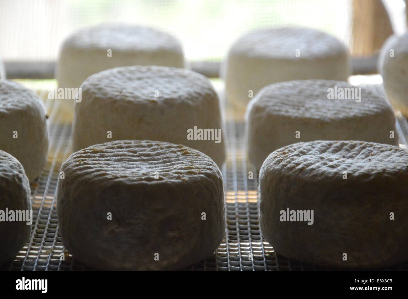 Traditionally made goat cheese on the drying rack in the Ardeche region ...