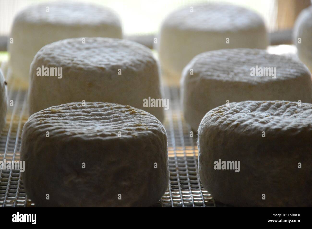 Traditionally made goat cheese on the drying rack in the Ardeche region ...