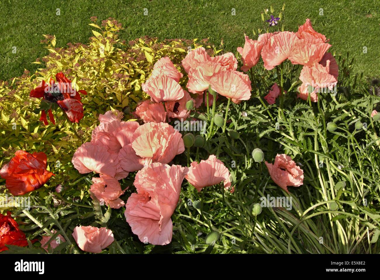 Rose and red weed with green leaves Stock Photo - Alamy