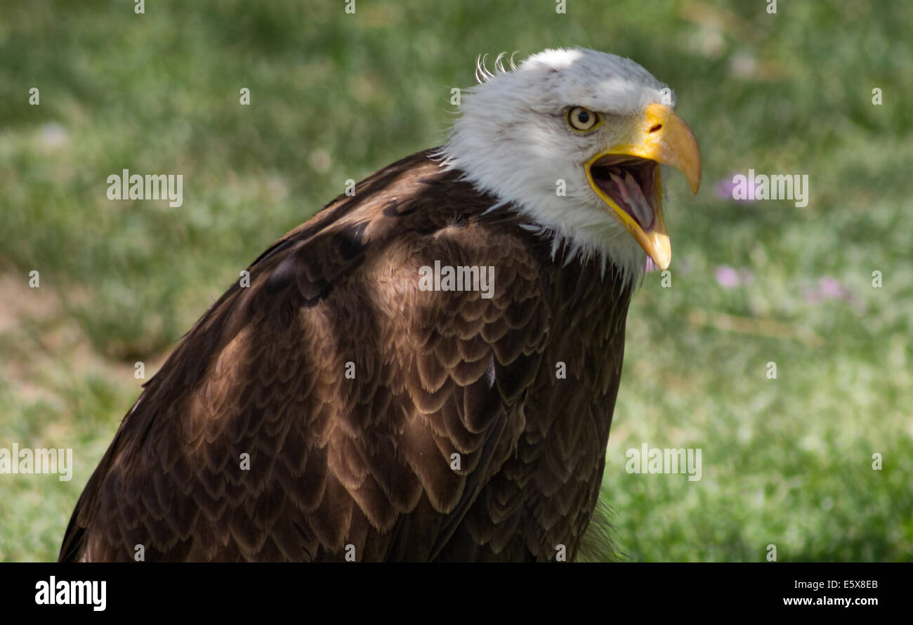 Bald Eagle or White Head (Haliaeetus leucocephalus Stock Photo - Alamy